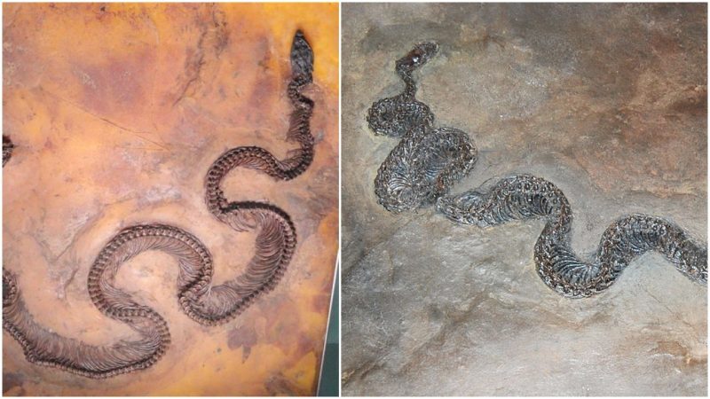 Prehistoric Predator: 48-Million-Year-Old Fossil Reveals Insect, Lizard ...