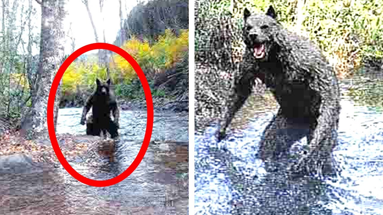 Drone Flew Into the Forest Where the Michigan Dogman Lives, What It ...