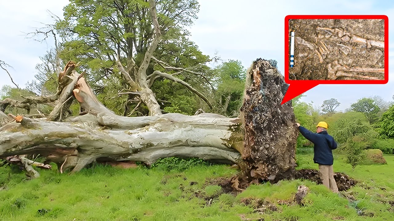 Storms Knocks Down 200-Year-Old Tree. What Scientists Discovered Under ...