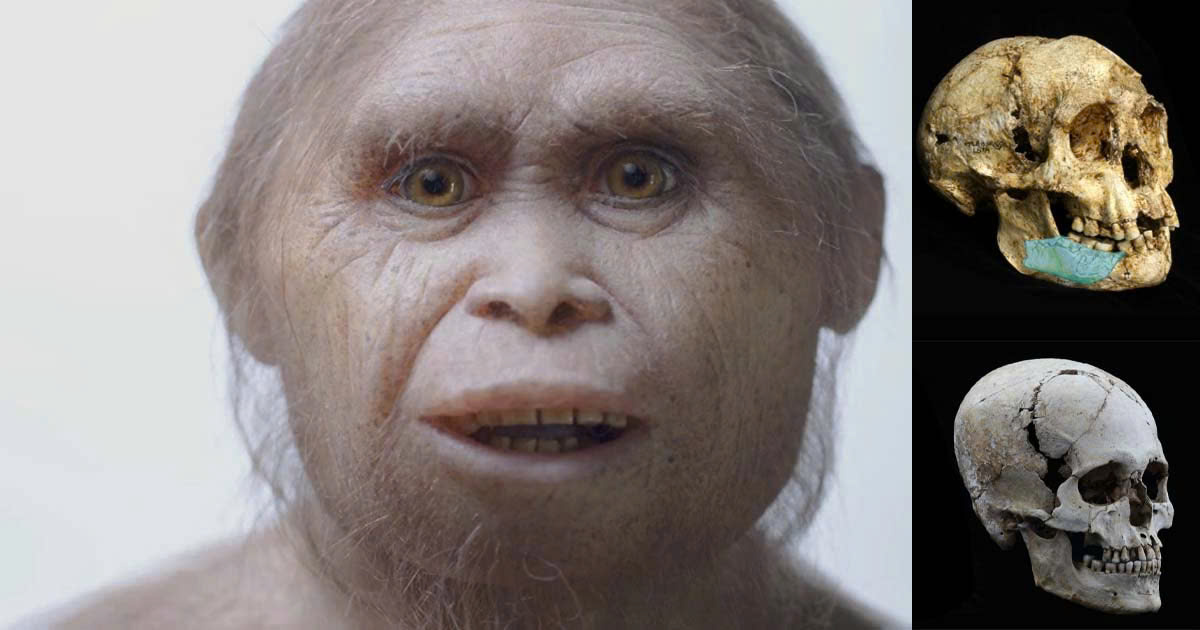 Scientists discover remains of Hobbit human that stood only 3ft high ...