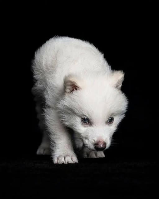 Adorable dire wolf pups mark ‘world’s first de-extinction,’ Colossal ...