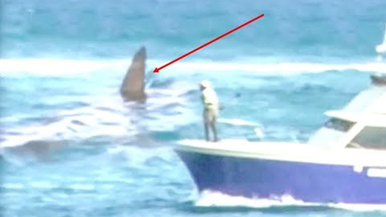 Marine Biologists Finally Solved What Was Responsible For Eating A ...